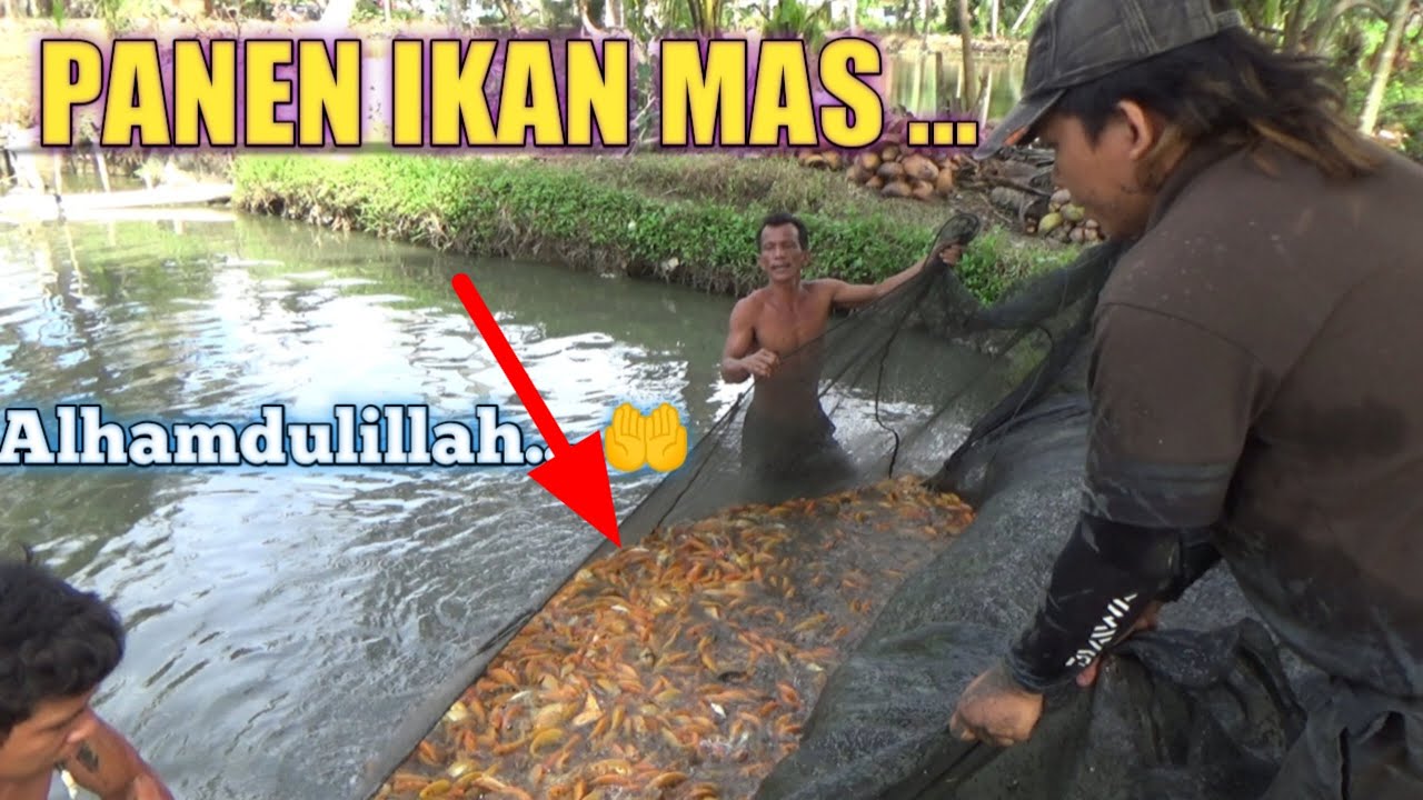 PANEN IKAN MAS UKURAN KILO - YouTube