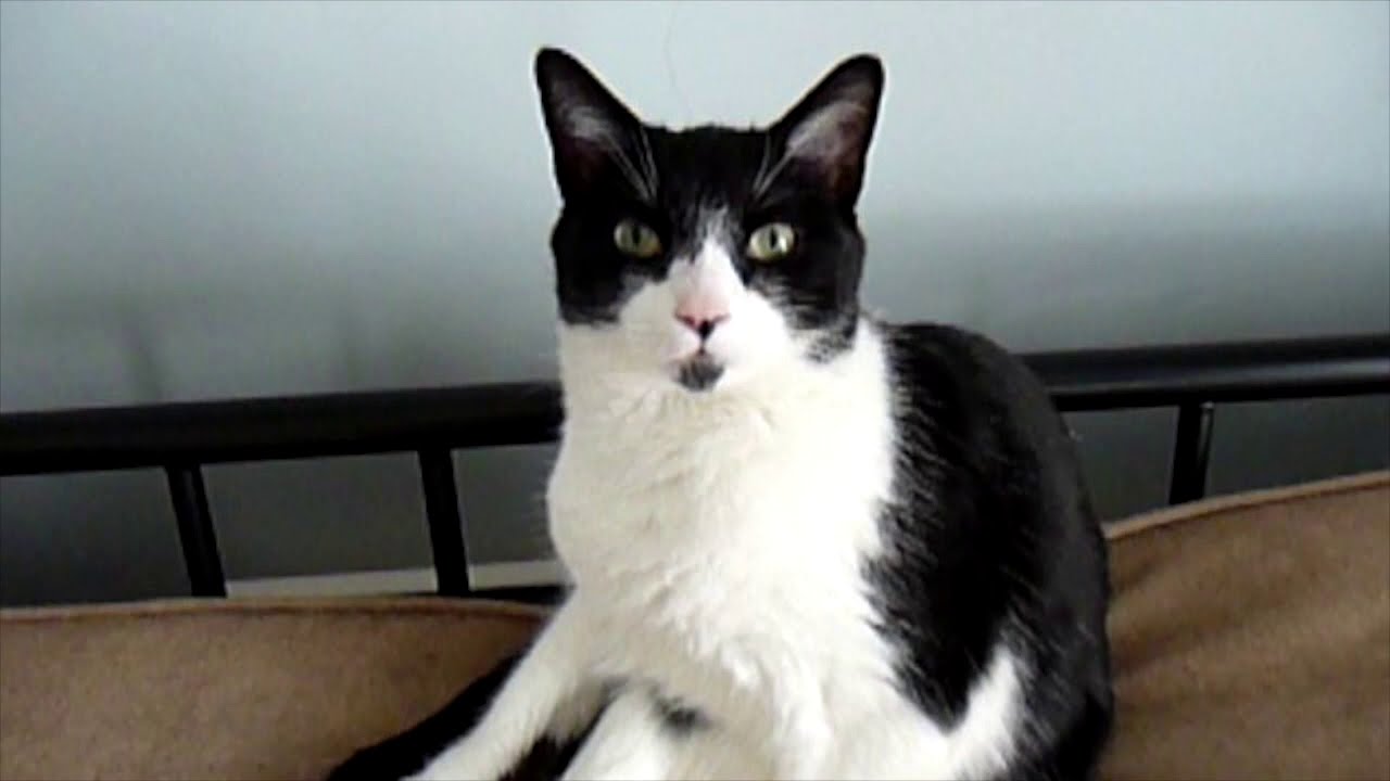 Charlie the Cat - YouTube