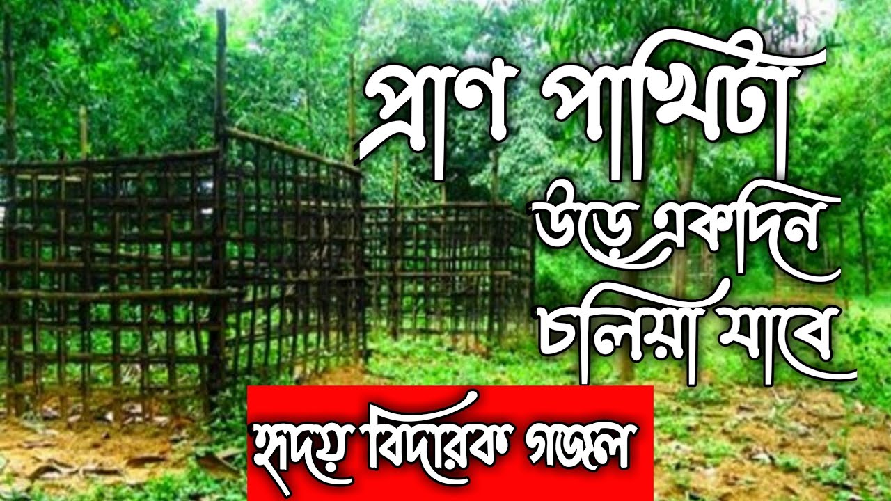 gojol।gazal।bangla gojol।bangla gazal।islamic gojol।islamic gazal ...