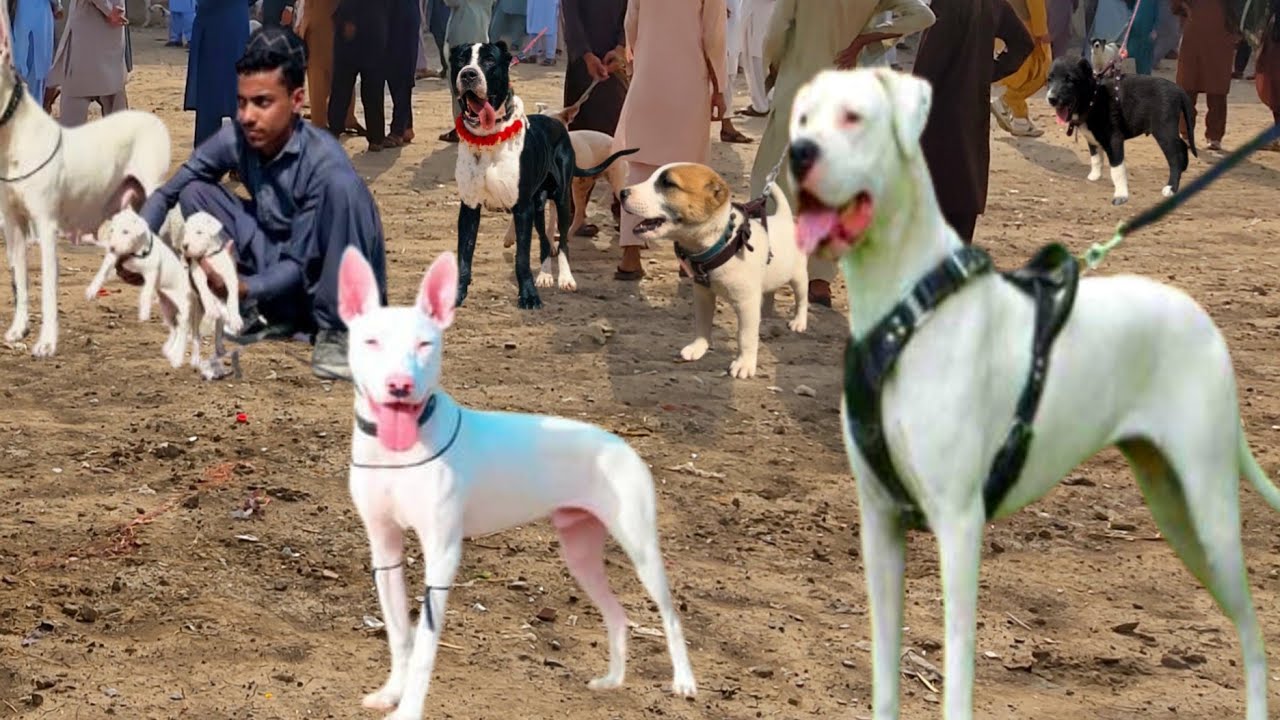 Special Kohati gultair Dogs Market | Part 5 | Kohati gultair | German ...