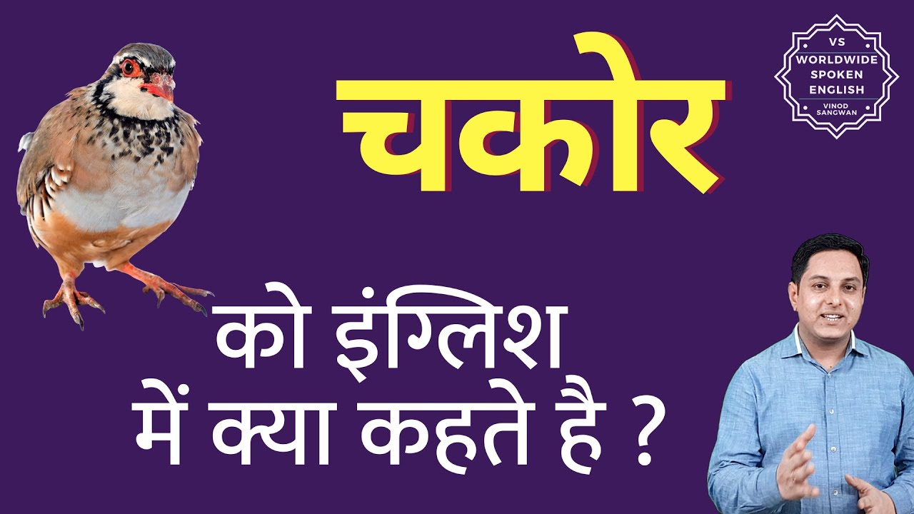 चकोर को इंग्लिश में क्या कहते हैं | chakor ki English | define chakor ...