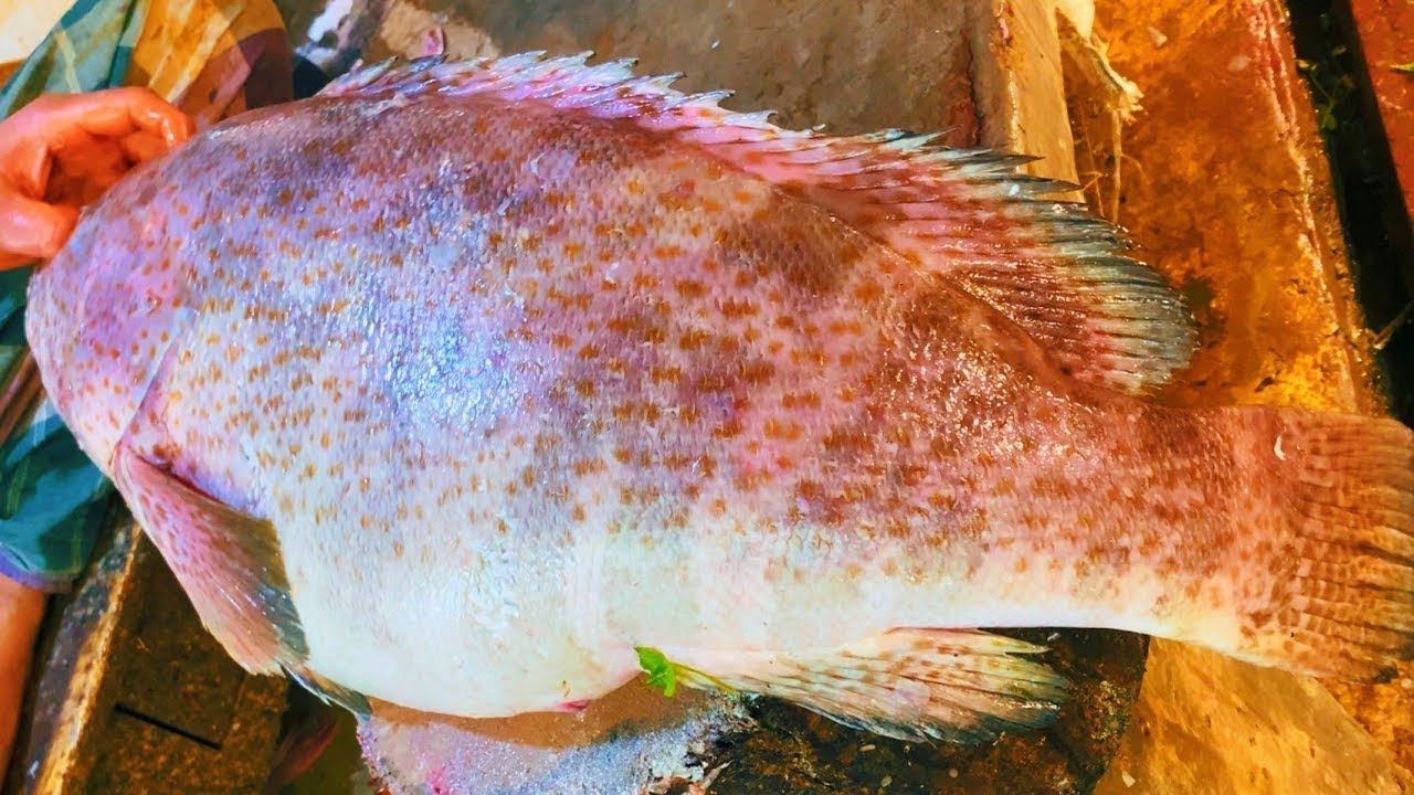13 KG Giant Hamour Fish Cutting Skinning Live In Fish Market Fish ...