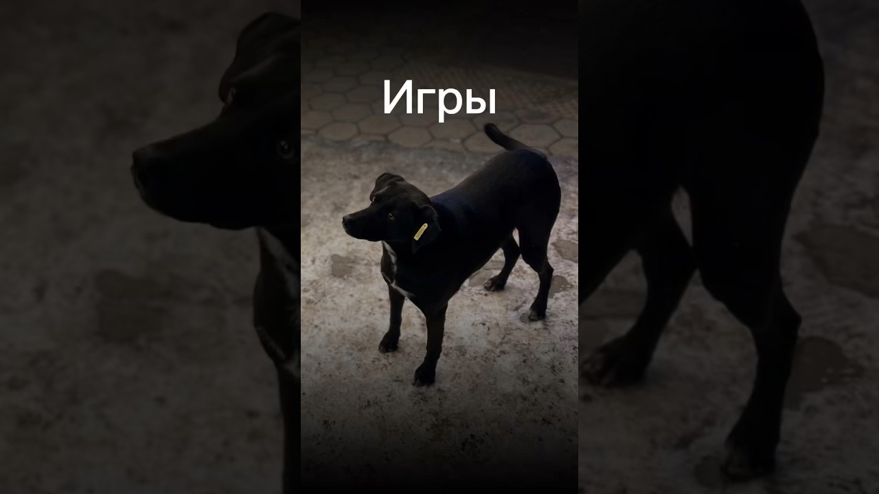 Игры с бездомными собаками 🃏🐕 Youtube