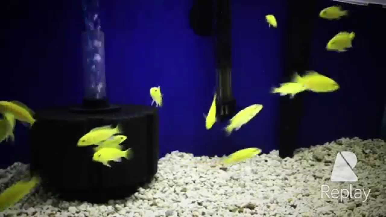 Labidochromis Caeruleus (Yellow Lab Fry) 4 months old - YouTube