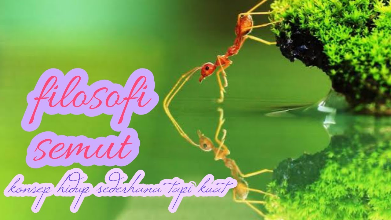 filosofi semut | motivasi hidup - YouTube