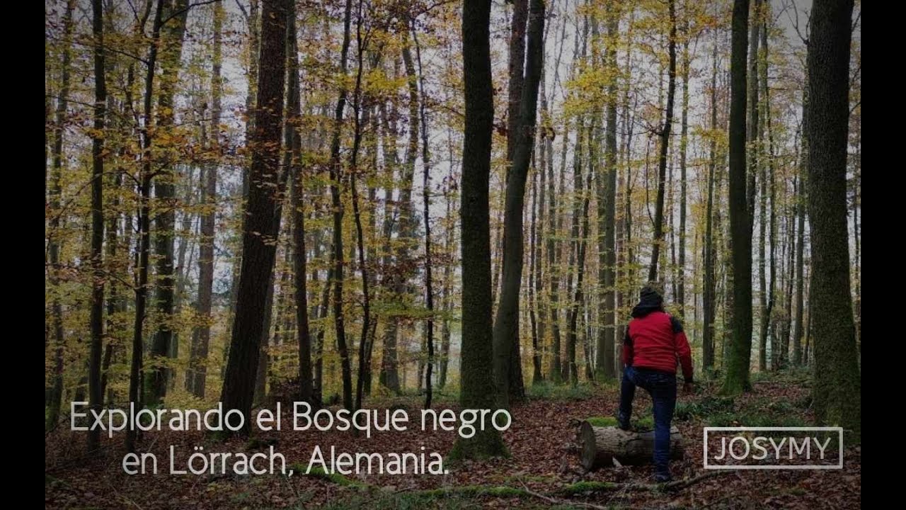 Explorando el legendario Bosque Negro (Der Schwarzwald) en Lörrach ...