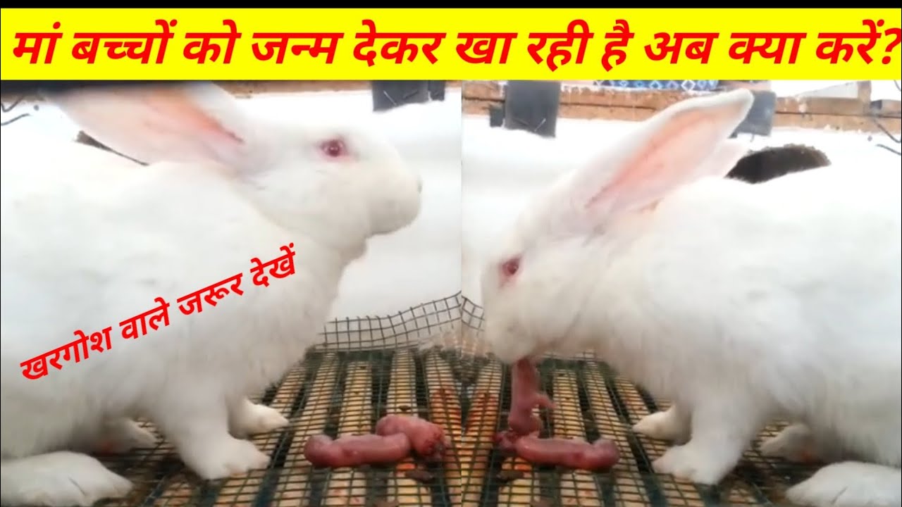 मां खरगोश बच्चे देने के बाद बार-बार खा रही है क्या करें?Female Rabbit ...