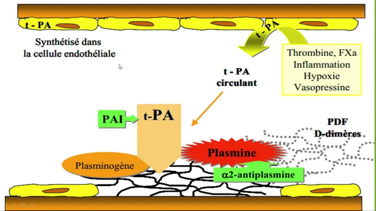 Fibrinolys - YouTube