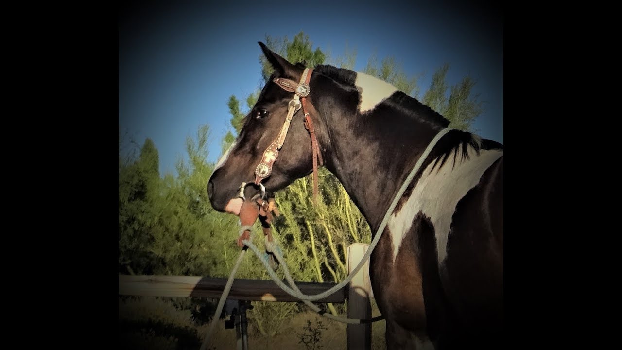 COOKIE @ the Good Shepherd Ranch - YouTube