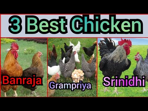 3 Best Chicken for Farming // Srinidhi Chicken // Grampriya Chicken ...