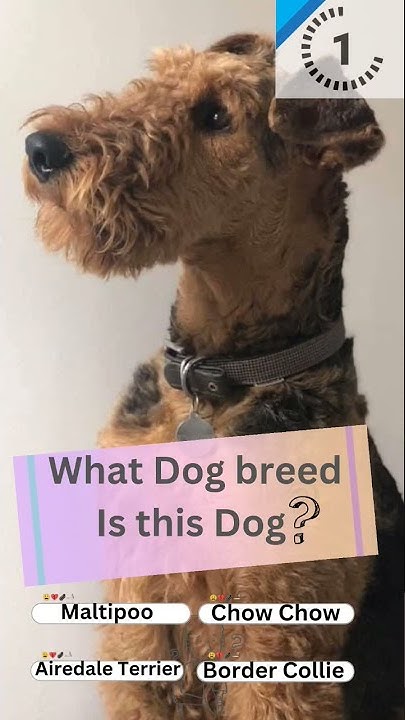 Find Out Which Dog Breed This Is! || Quiz Mafia || Who is this Dog ...