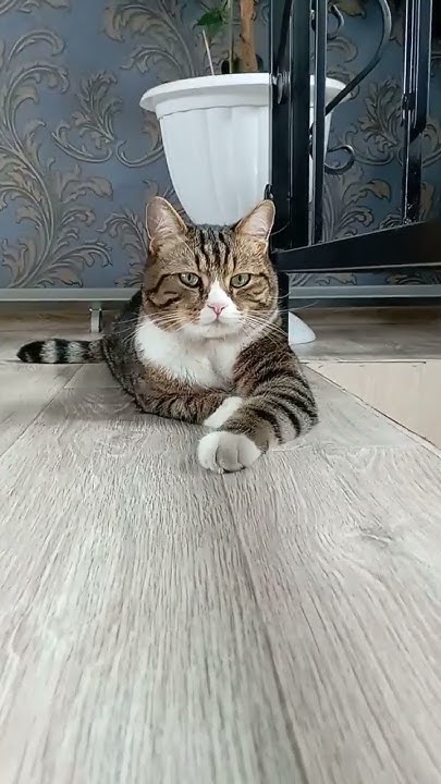 Котик Хондик домашних психолог Youtube