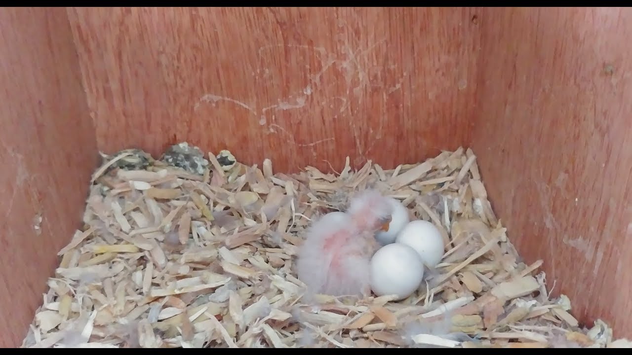New Baby Parakeets - My Aviaries Today Special 18th April 2018 - YouTube