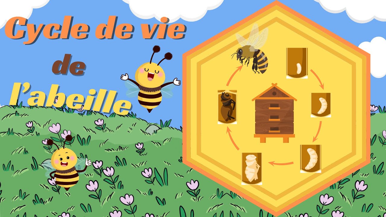 L'abeille Cycle de vie - Animation pour les Enfants (oeuf, larve ...