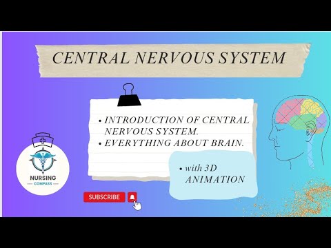 CENTRAL NERVOUS SYSTEM - THE BRAIN (3D ANIMATED) | (nervous system part ...