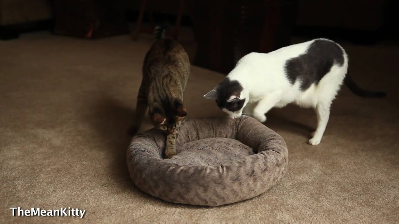 Mean Kitty Something s In My Bed YouTube mean-kitty-something-s-in-my-bed-youtube