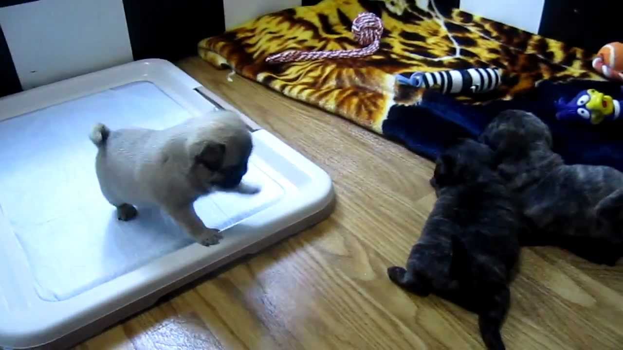 Pug Puppies Playing - YouTube