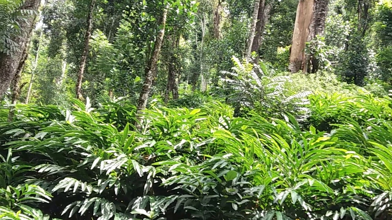 Cardamom Plantation Overviews From Suchi Plantation Kerala - YouTube