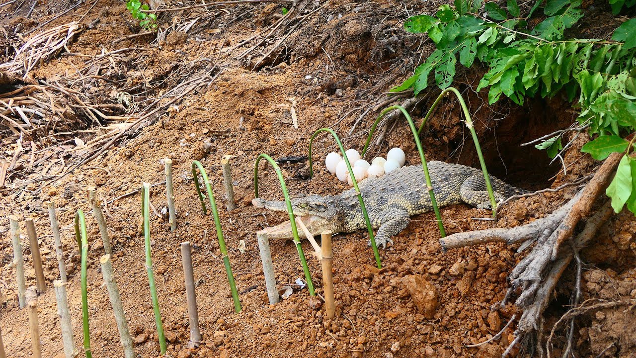 Creative Man Make Best Crocodile Trap _ Easy DIY Crocodile Trap _Found ...