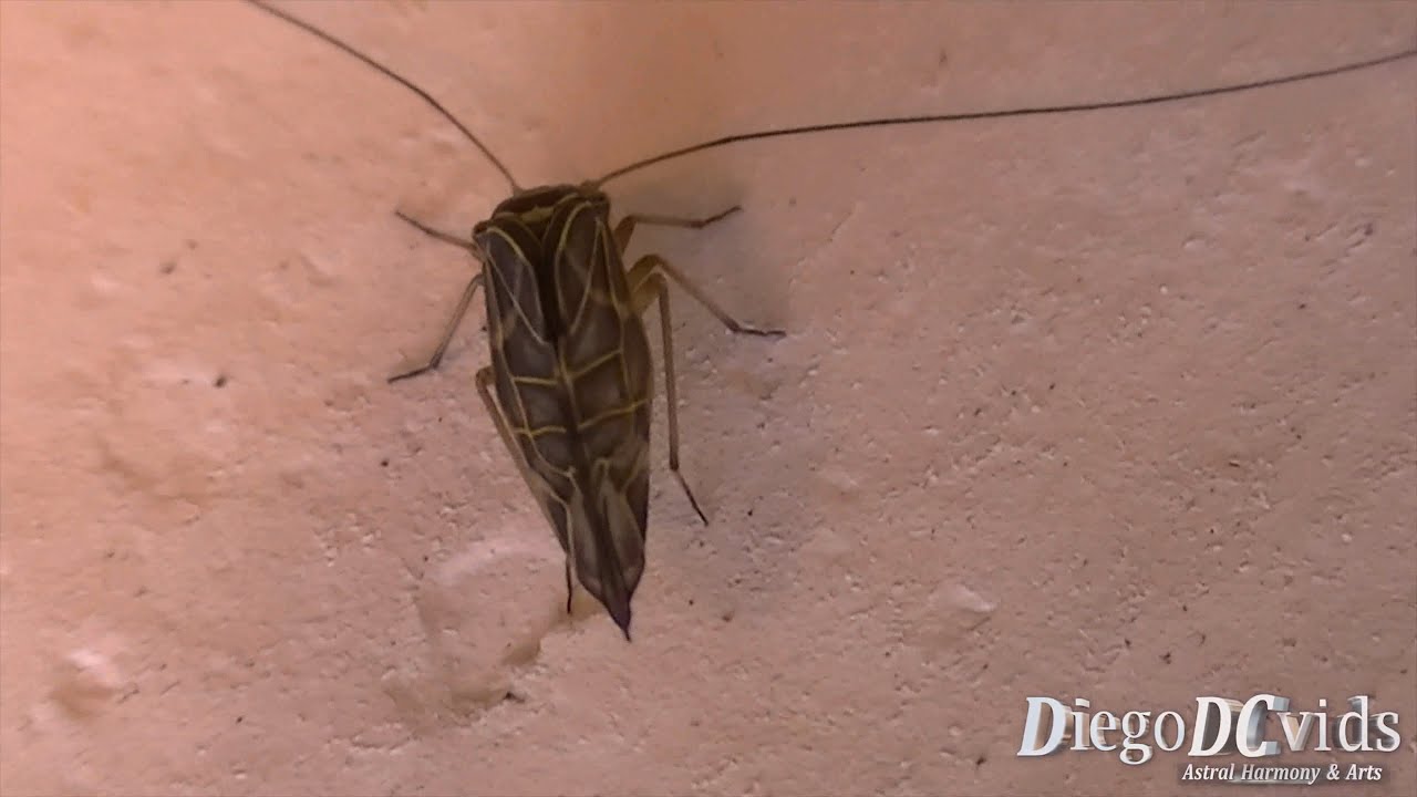 Booklice, Barklice or Barkflies (Psocoptera - Psocidae) - YouTube