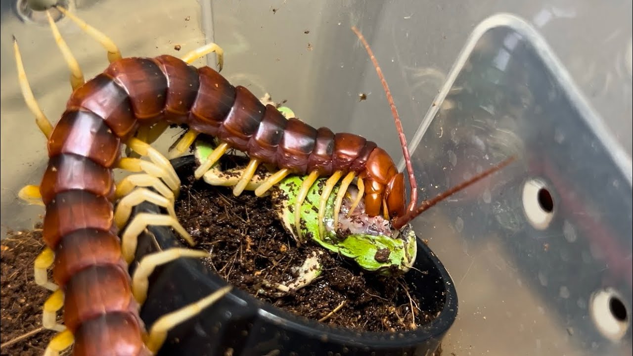 탈피후엔 개구리반찬으로 몸보신 | Scolopendra sp "White legs" | Peruvian giant ...