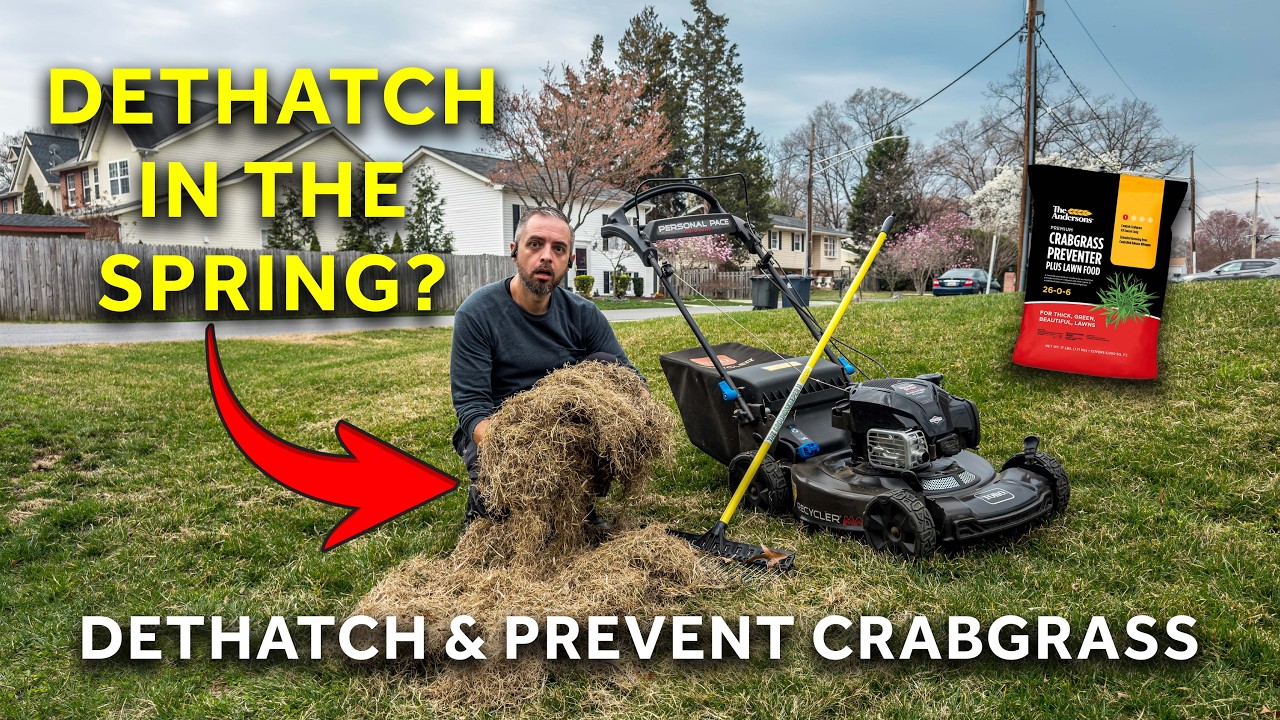 Jump Start Your Lawn This Spring | Dethatch | Prevent Crabgrass - YouTube