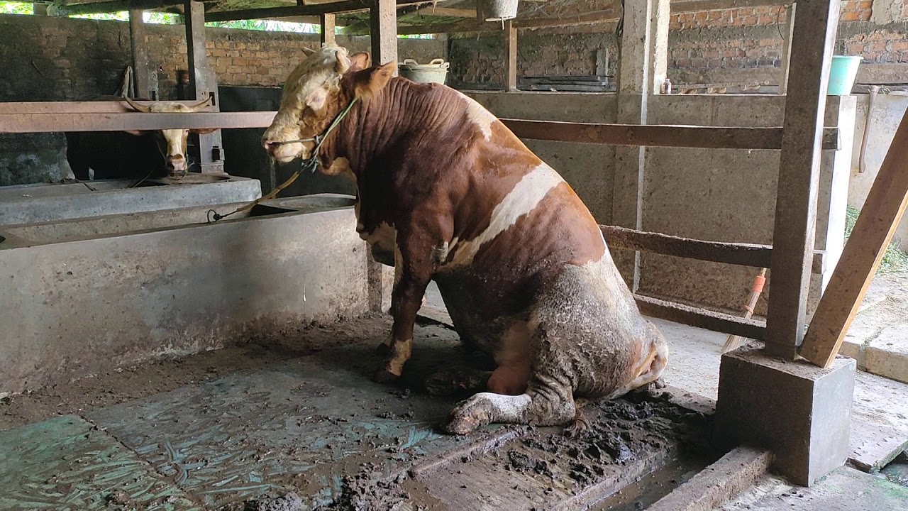 #shorts..Sapi duduk// cow sitting😂😂 - YouTube