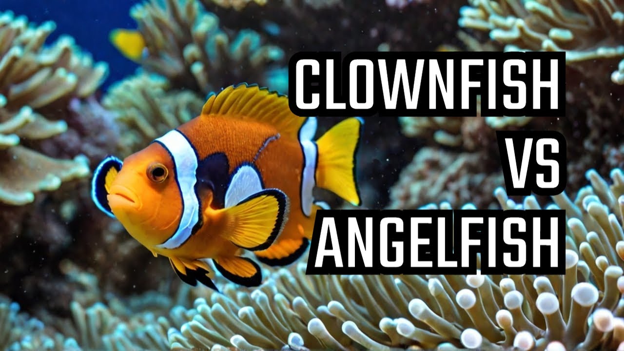 School of Fish, Clownfish vs Angelfish | Ocean's Hidden Gems - YouTube