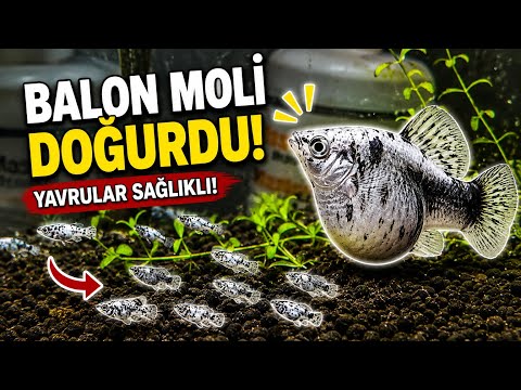 BALON MOLİLER DOĞURDU !! - cüce vatoz - Lepistes 