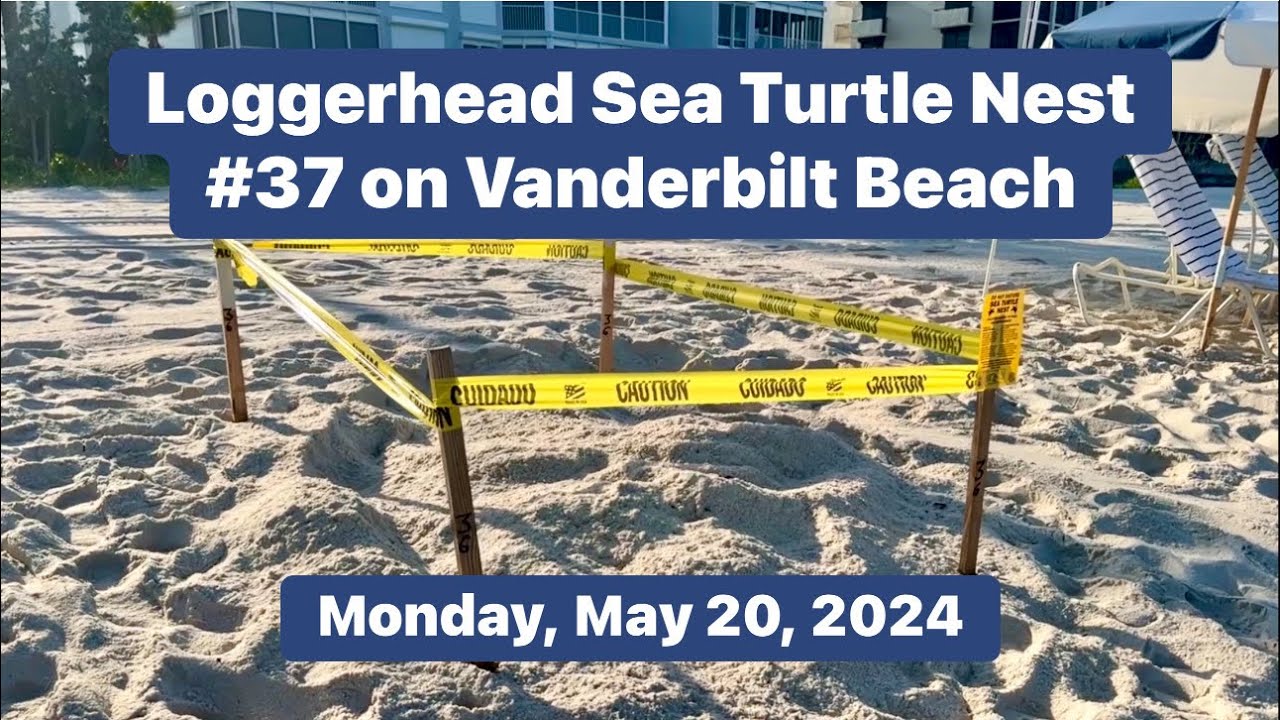Loggerhead Sea Turtle Nest #37 on Vanderbilt Beach in North Naples, Florida | May 20, 2024 - YouTube