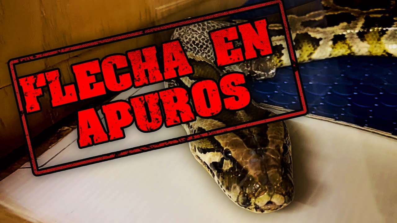 En que se parece una SERPIENTE a una GALLINA? (velo hasta el final ...