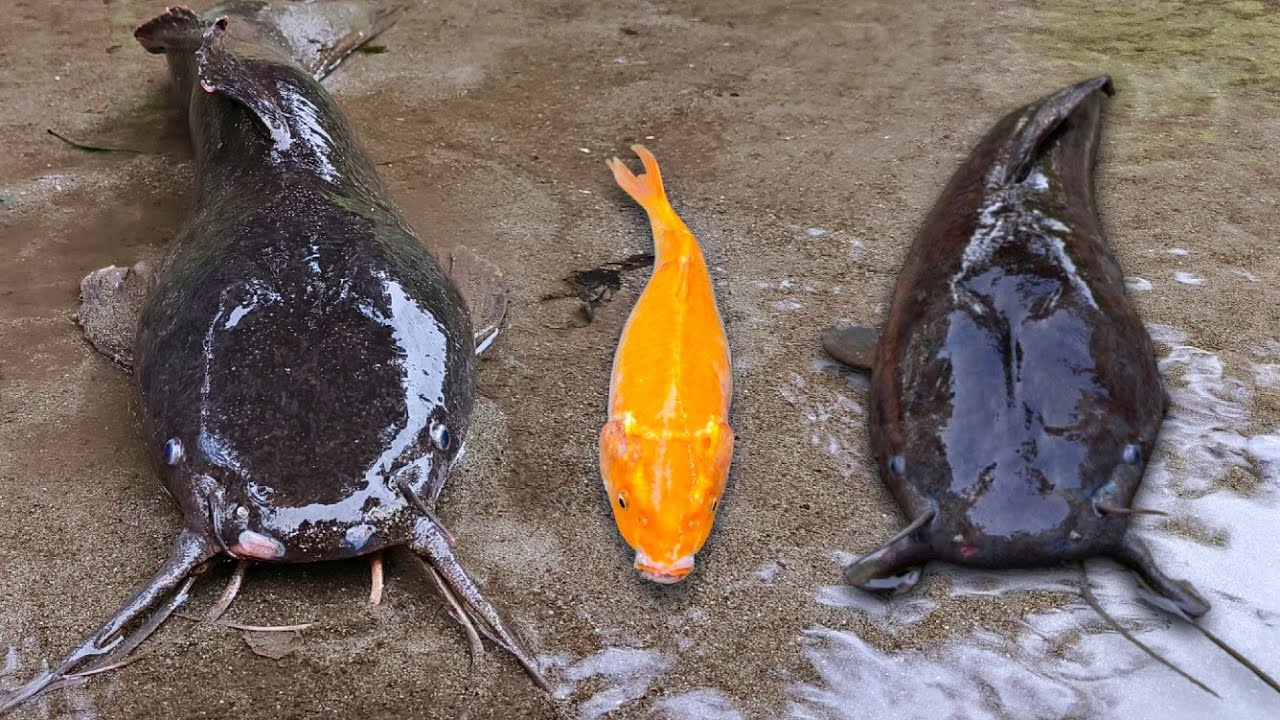 So Amazing.. Catching Colorful Betta Fish In The River, Catfish ...