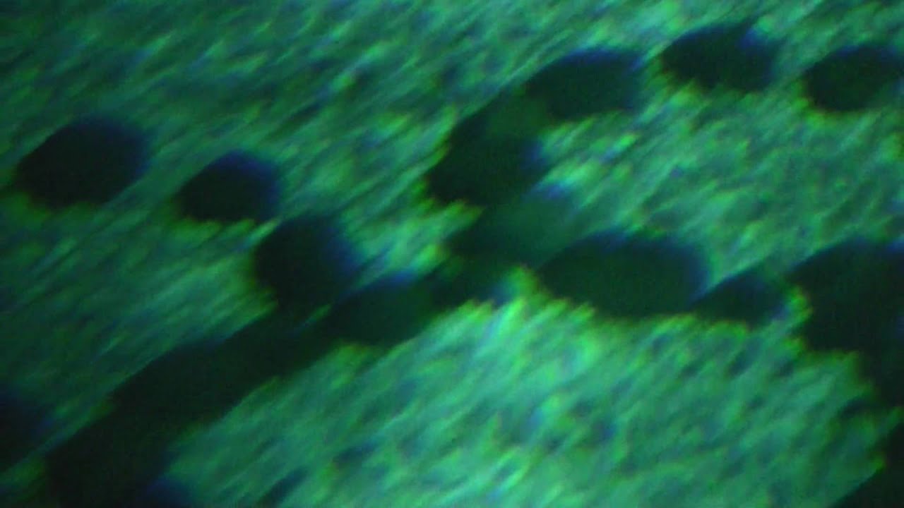 Hidden Mickey at Epcot's The Seas w/ Nemo & Friends - YouTube