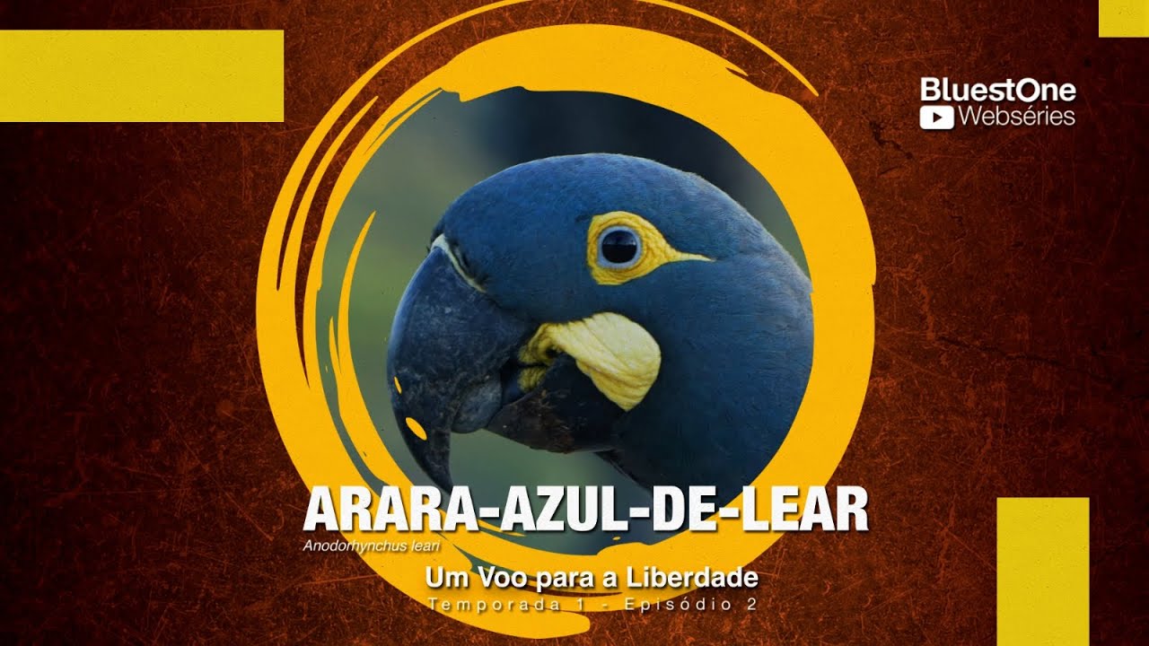 1ºT / 2ºE: Um Voo para a Liberdade: A Luta pela Conservação da Arara ...