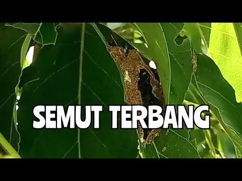 Semua hitam alate nama ilmiah Lasius niger || Semut terbang - YouTube