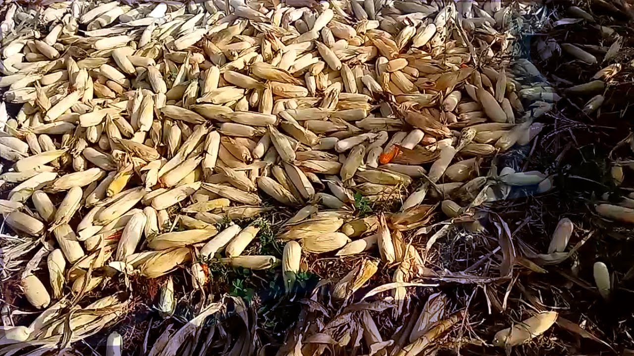 quebrando milho na mão!! - YouTube