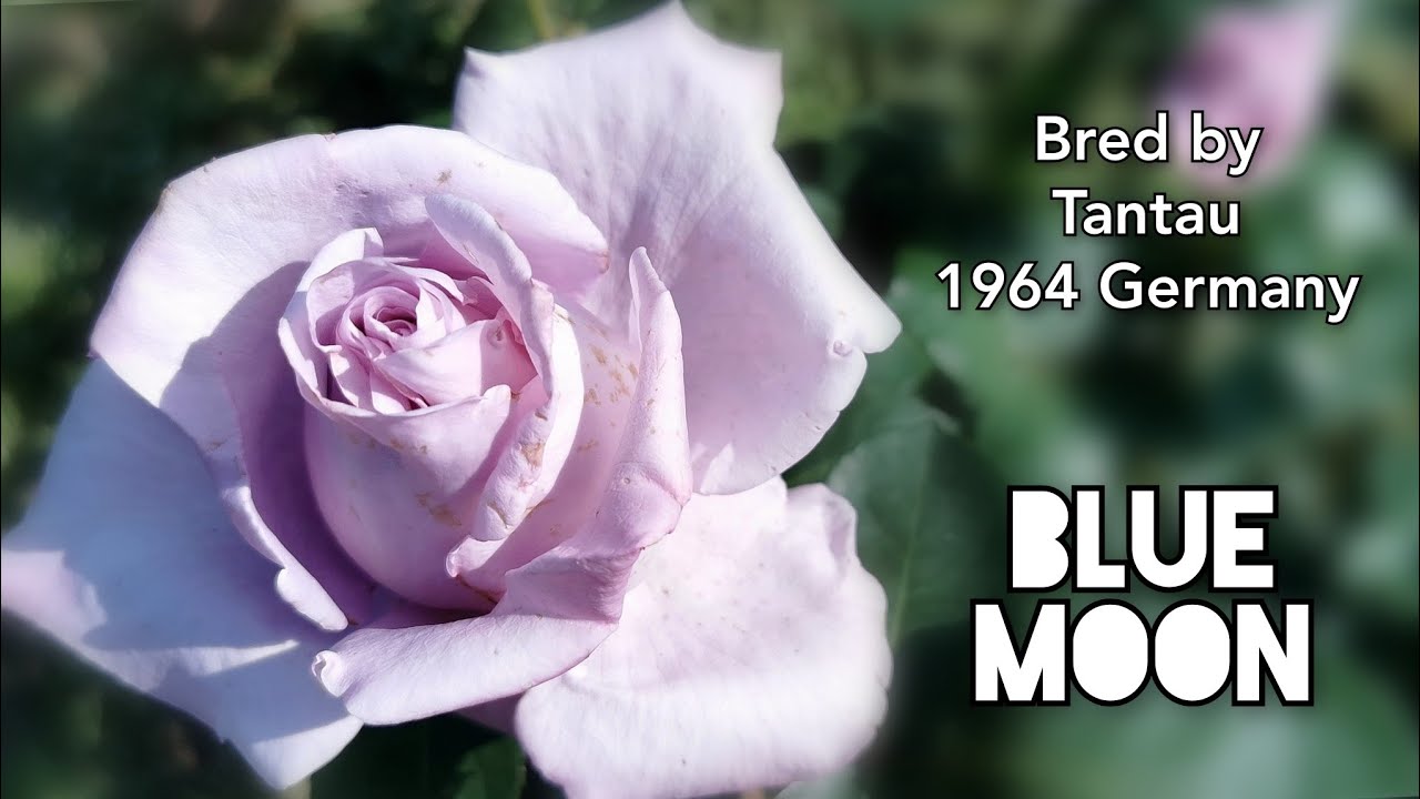 BLUE MOON ROSE plant by TANTAU 1964 Germany バラ ブルームーン - YouTube
