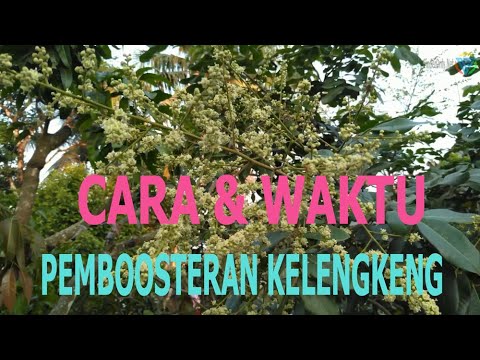 Booster Lengkeng - Waktu dan Cara Perangsangan Bunga / Buah Kelengkeng ...