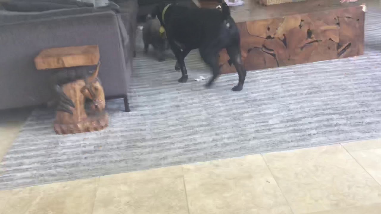 Dog vs dog vs human - YouTube