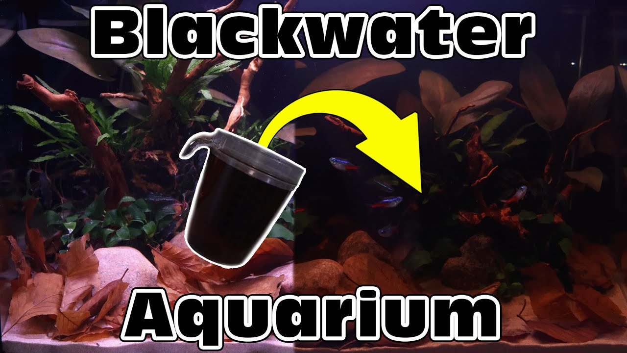 How to make blackwater! Benefits and why? - YouTube