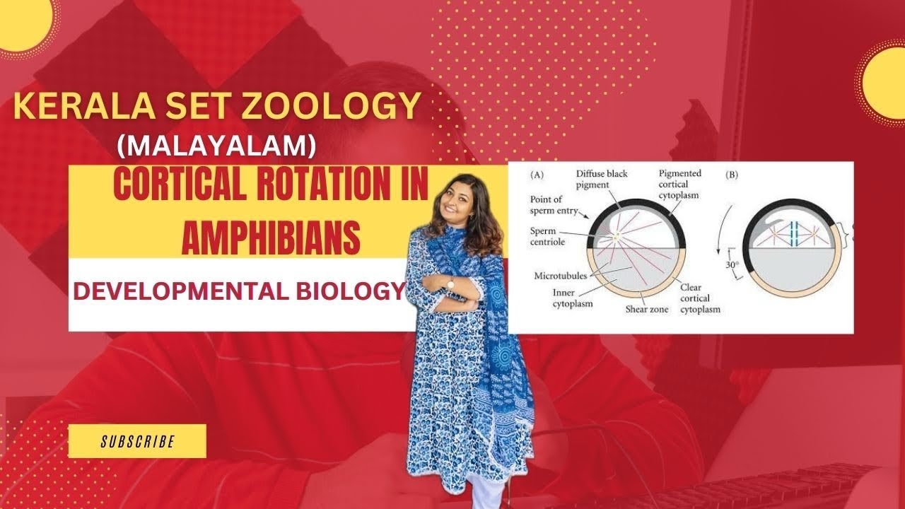 Cortical Rotation in Amphibians - YouTube
