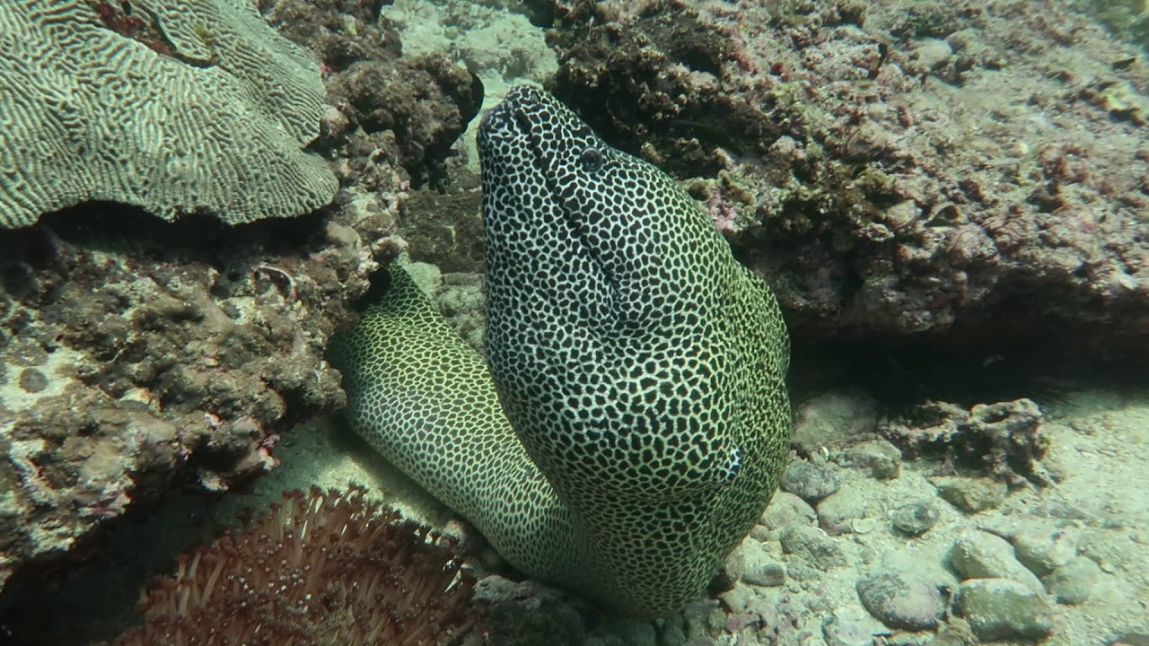 Honeycomb moray eel (or Laced moray eel) - YouTube