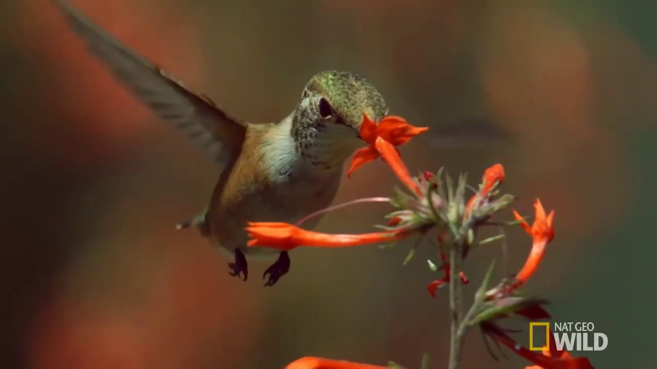 Colibrí alimentandose - YouTube