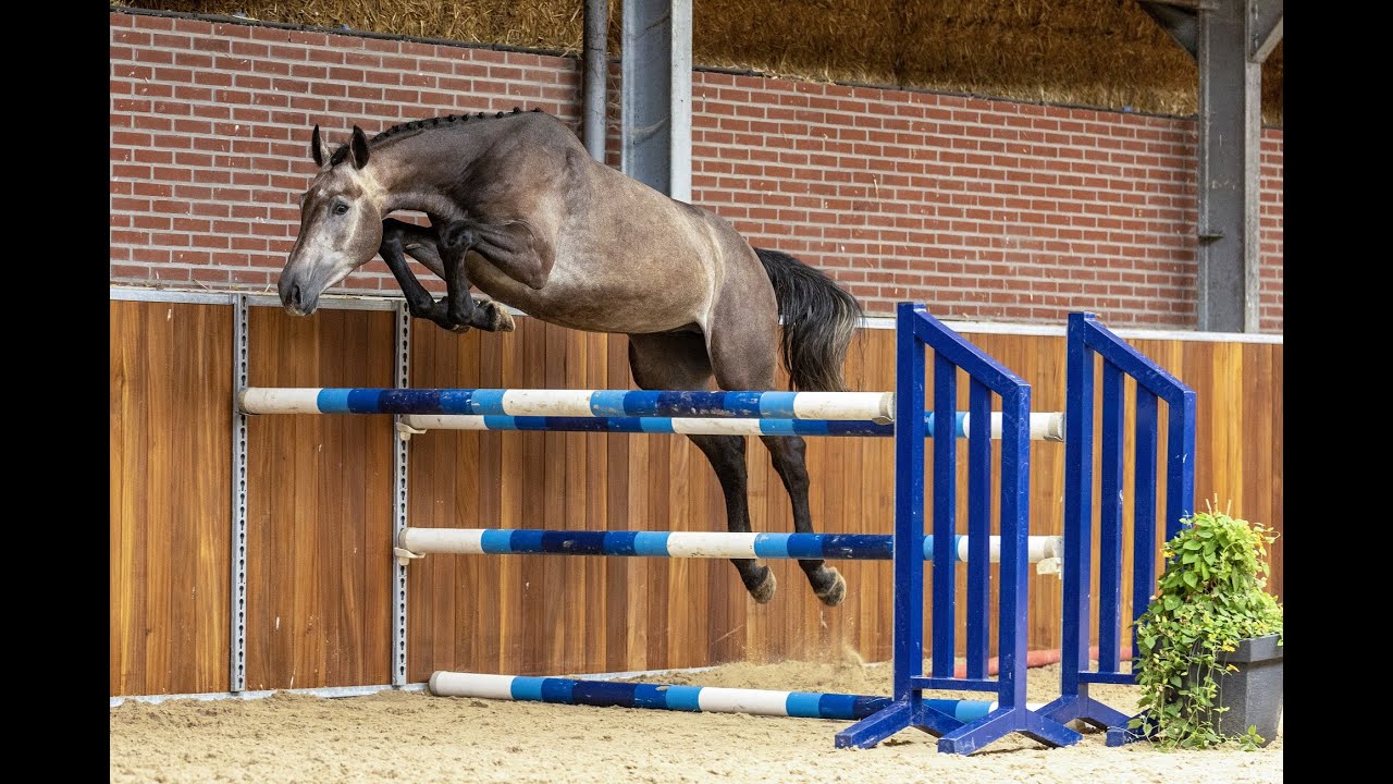 (Sold 🇺🇸) Stallion, born 2021 by Eldorado vd Zeshoek x Carthago Z - YouTube