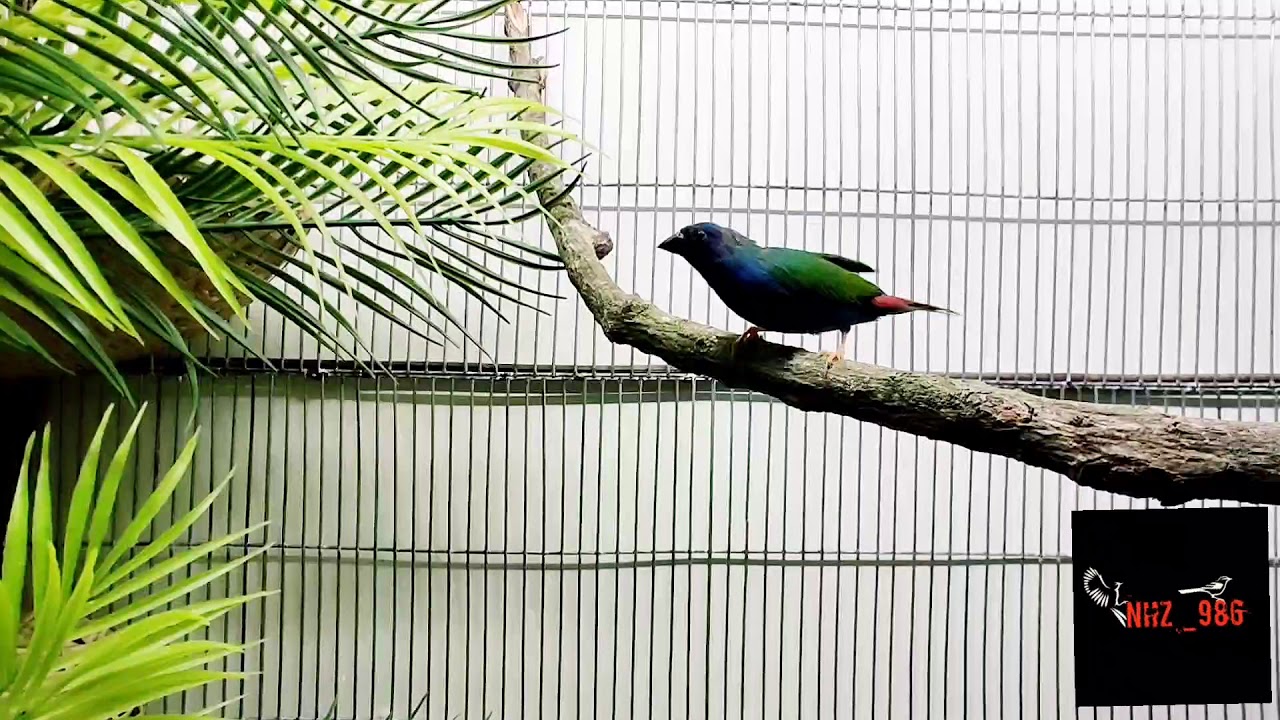 Tricoloured or Forbes Parrot Finch male - YouTube