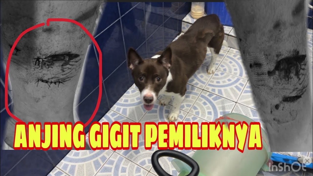 30 JAHITAN DIGIGIT ANJING KESAYANGAN ‼️ - YouTube