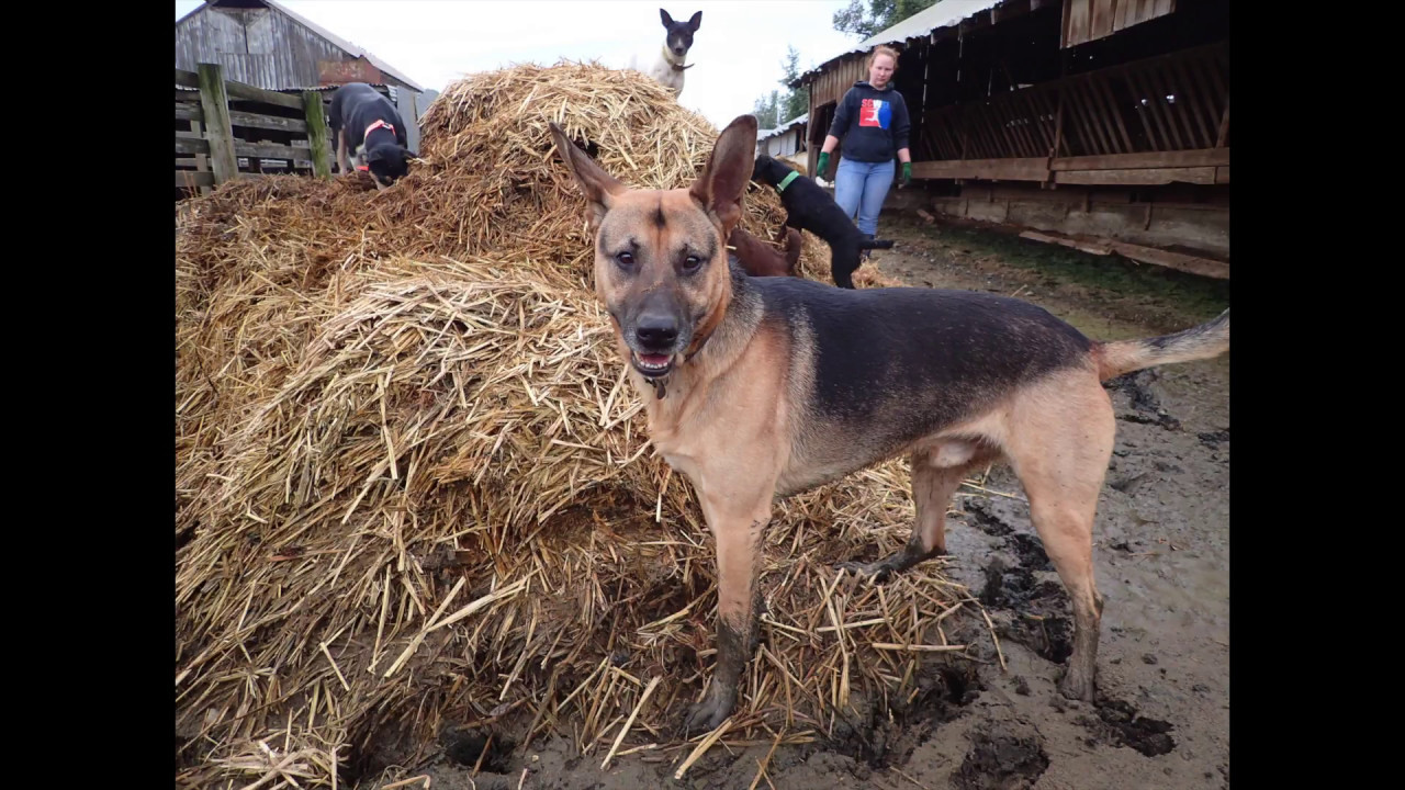 Manure Dogs - YouTube