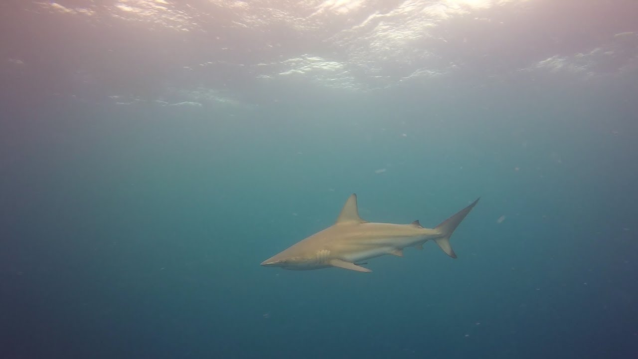 Scubadomain diving Protea Banks South Africa. - YouTube