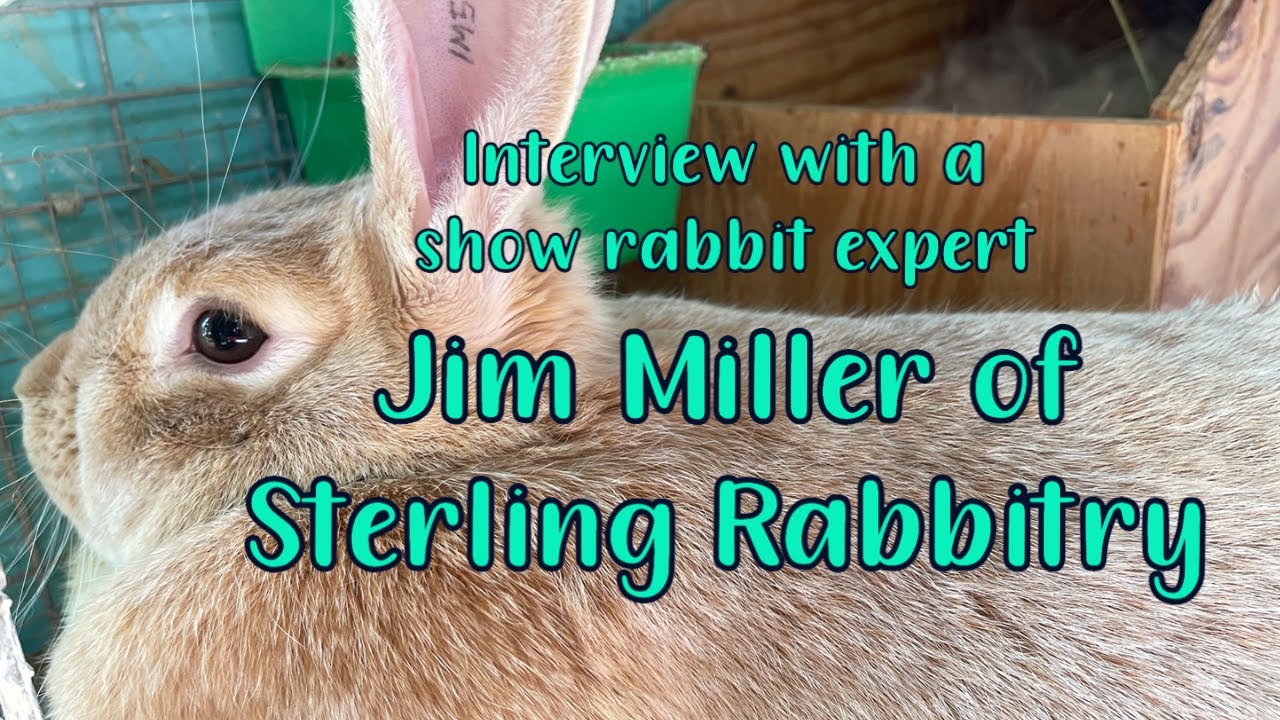 Interview with Rabbit Expert, Jim Miller | Creme d'Argent & Florida ...