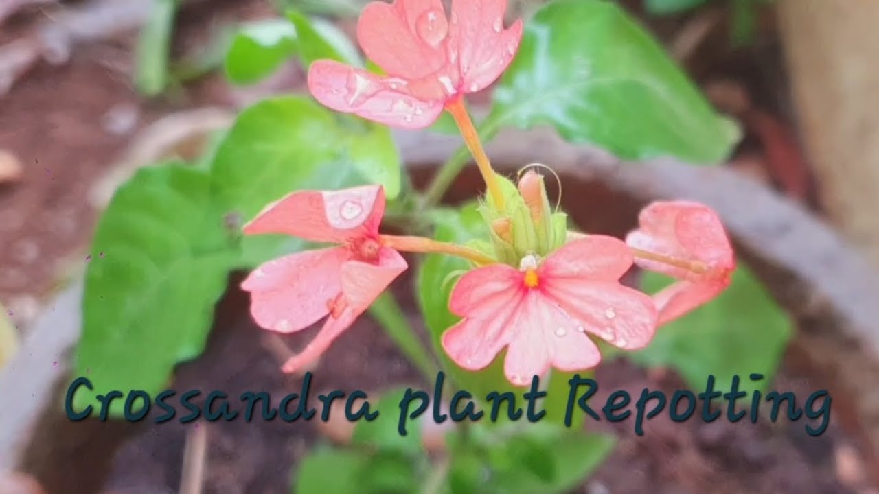 Crossandra plant Repotting 🪴 - YouTube